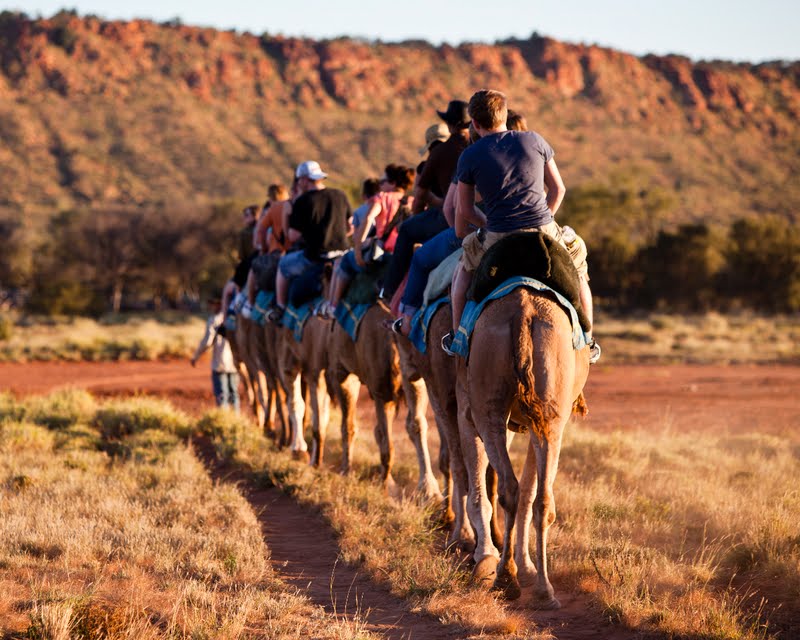 Pyndan Camel Tracks | Travel Pacific
